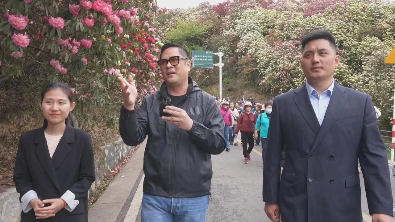 CGTN anchor learns about diverse azalea species in Guizhou forest - CGTN