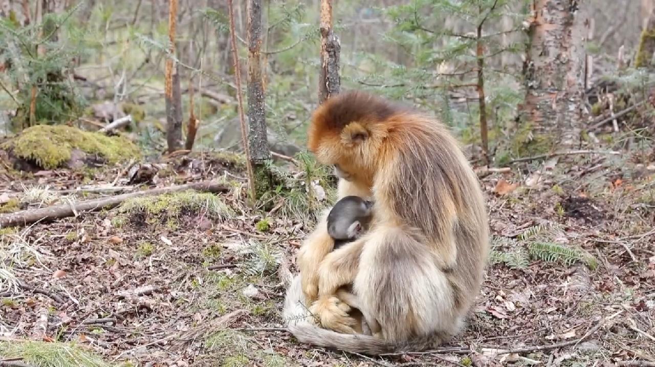 Six golden monkey cubs born in China's Shennongjia National Park - CGTN