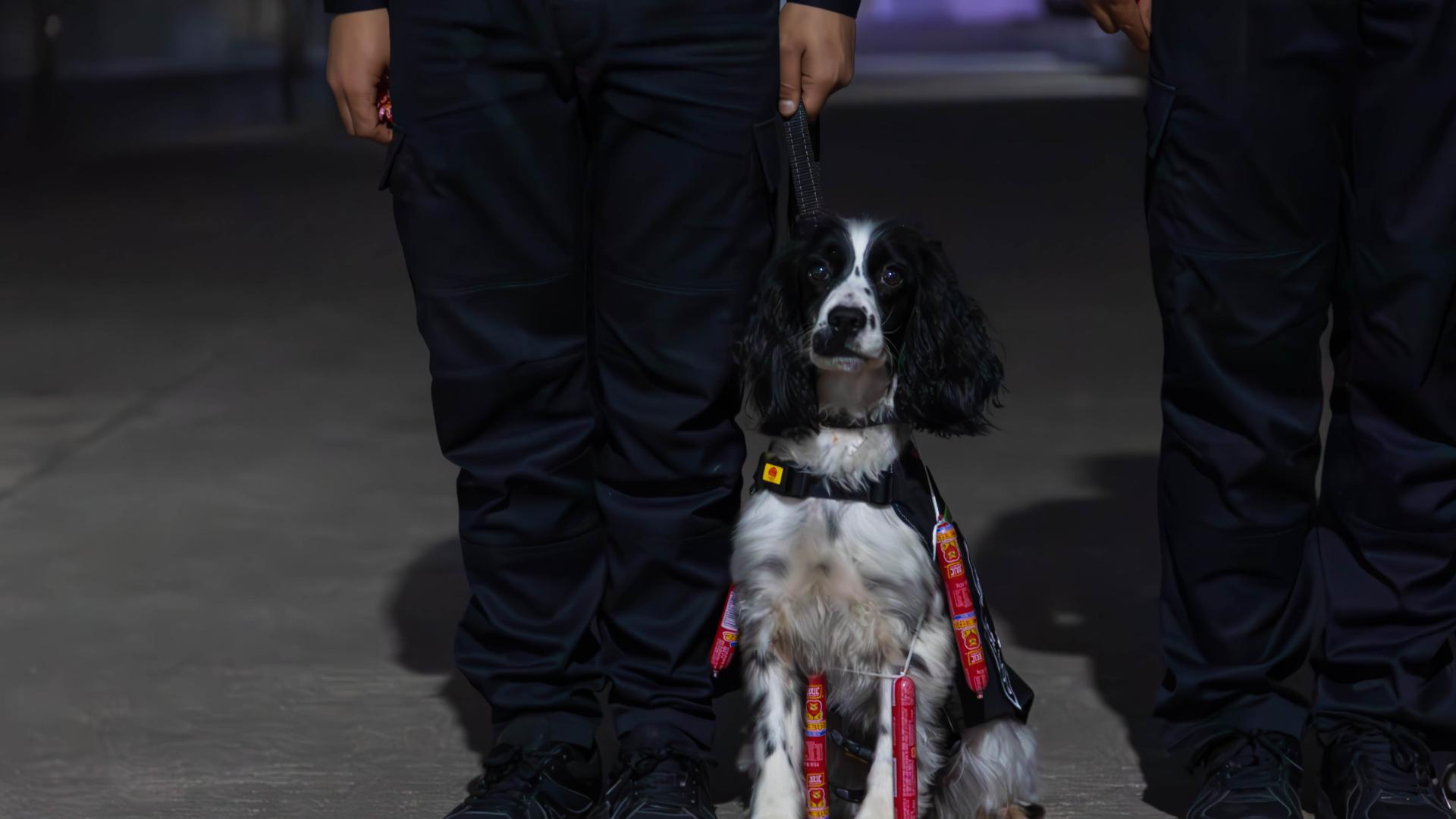 Sniffer dog in southwest China awarded sausages for detecting drugs - CGTN