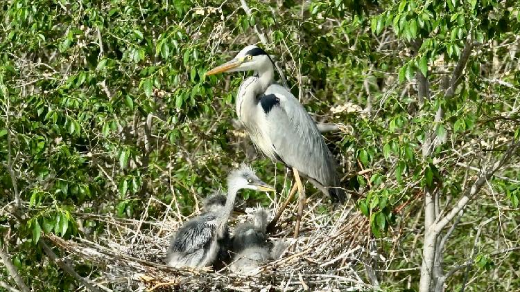Baby herons hatch amid breeding season - CGTN