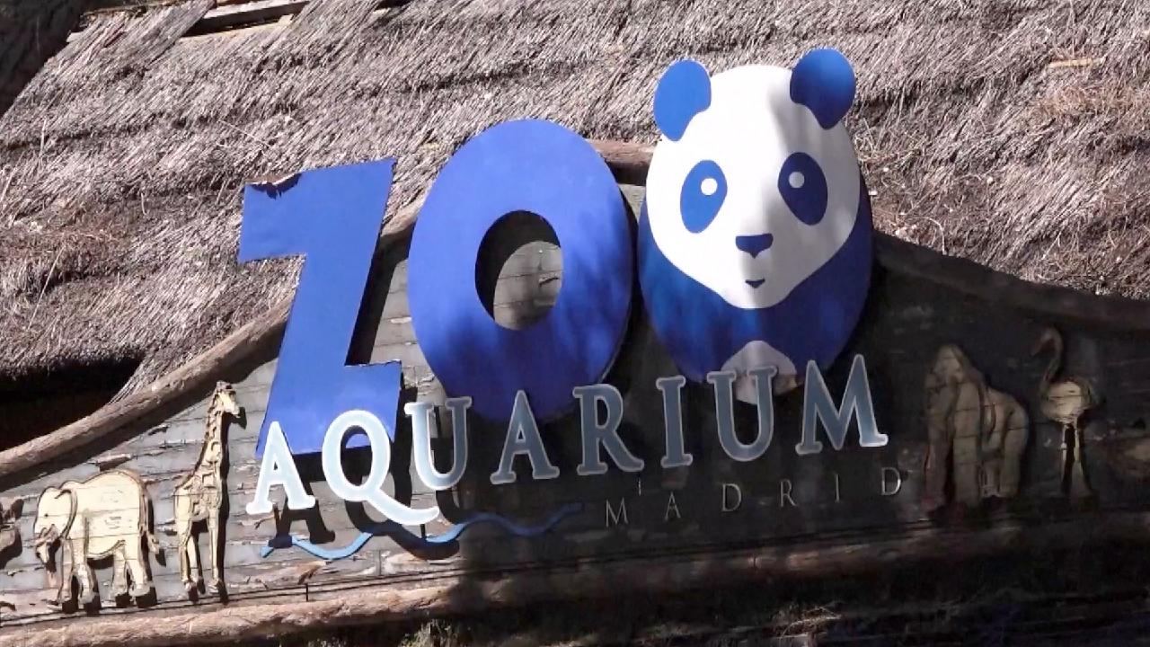 Madrid Zoo gets ready for new batch of giant pandas - CGTN