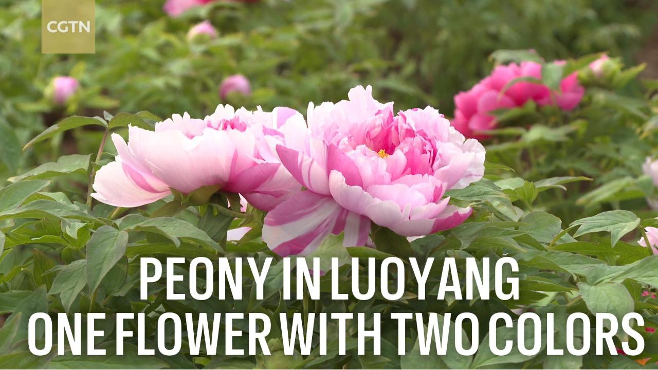 One peony flower with two colors - CGTN