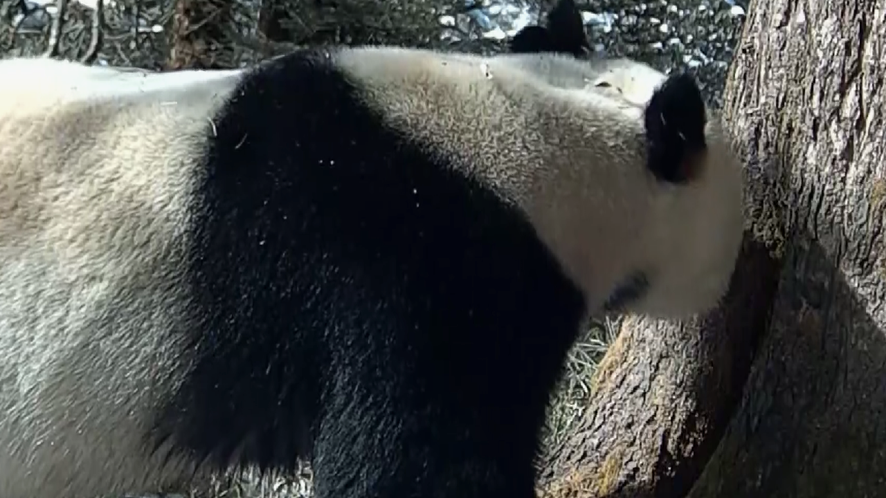 Wildlife thrives in Sichuan's Giant Panda National Park - CGTN