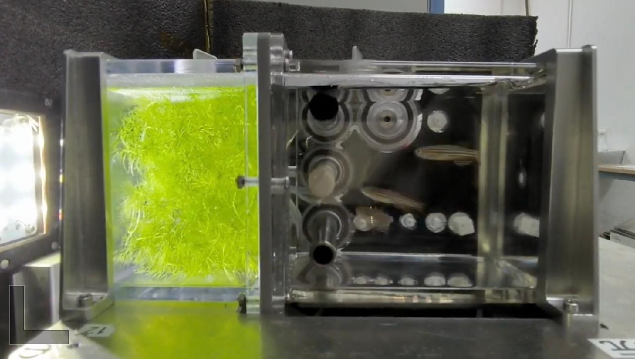 Check out first fish tank ecosystem experiment at China Space Station ...