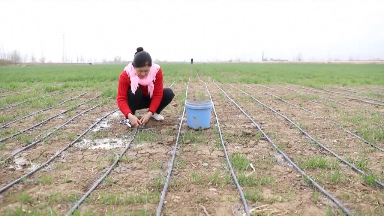 Innovative irrigation technology transforms farming efficiency - CGTN