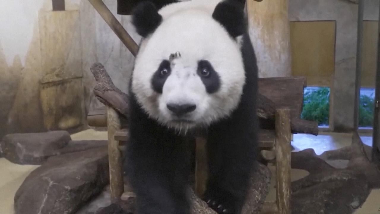 Two giant pandas arrive in Madrid - CGTN