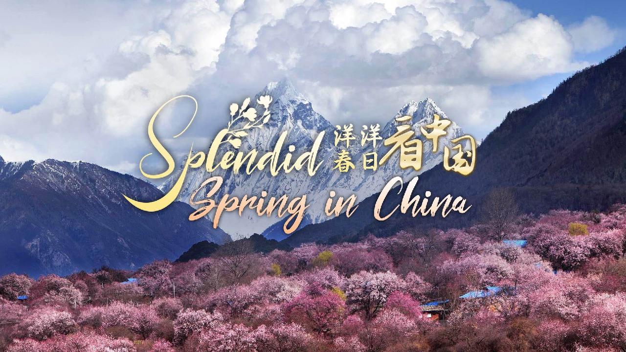 Splendid spring in China: Nature's beauty summons people outdoors - CGTN