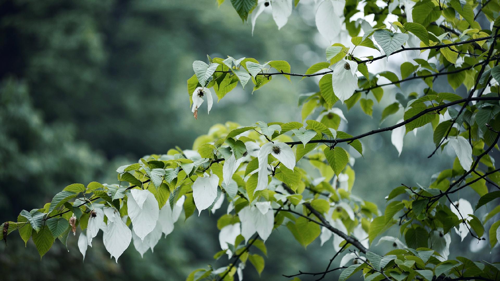 Unveiling the mystique of the dove tree: China's Living Fossil - CGTN