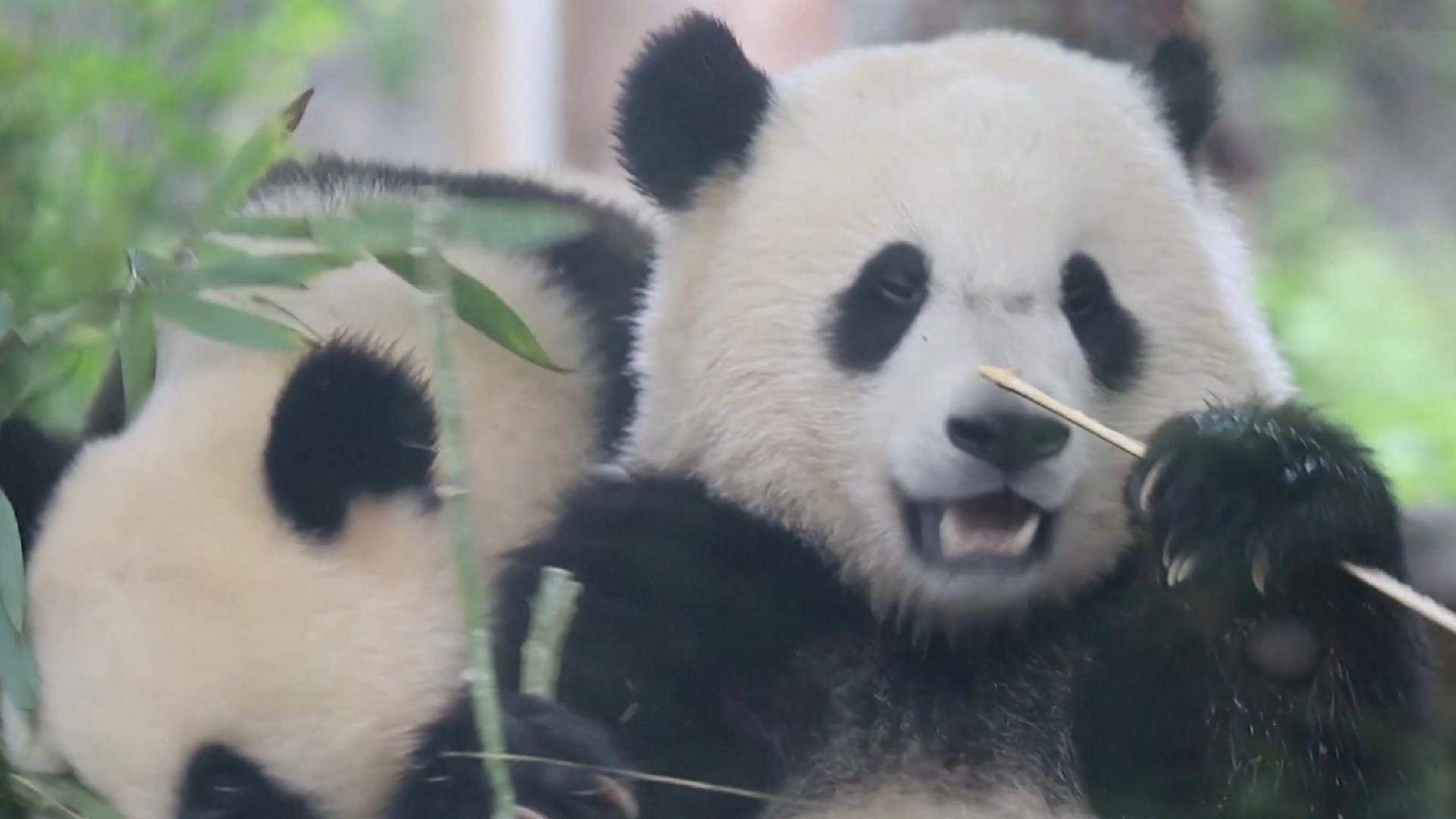Panda cubs enjoy bamboo buffet in SW China - CGTN