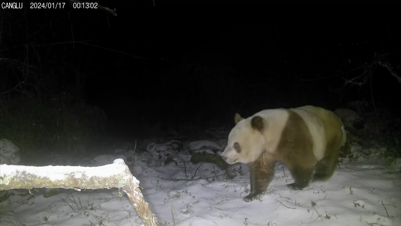 Rare brown panda spotted again in NW China's Shaanxi - CGTN
