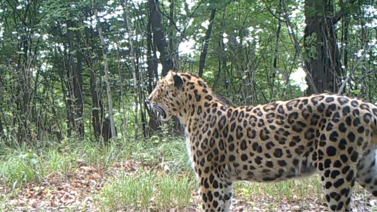 Siberian tigers, Amur leopards flourish in NE China's national park - CGTN