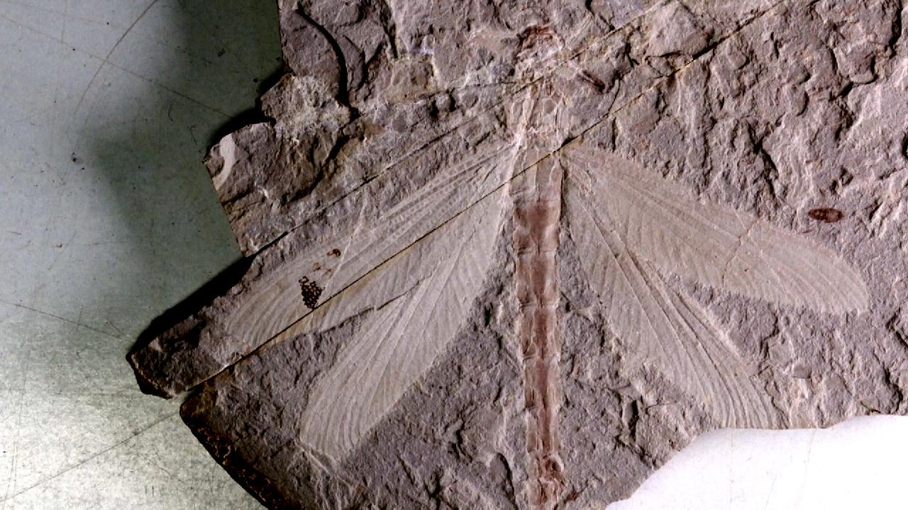Complete dragonfly fossil dating back 165m years discovered in N China ...