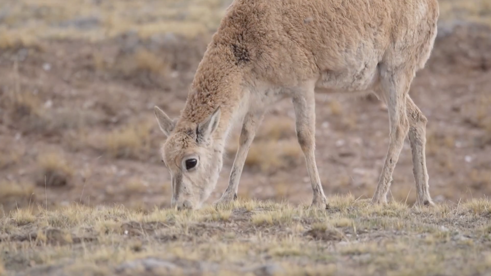 Tibetan antelopes migrate to Hoh Xil Nature Reserve - CGTN