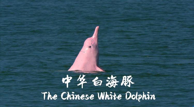 Documentary 'The Chinese White Dolphin' coming tonight - CGTN