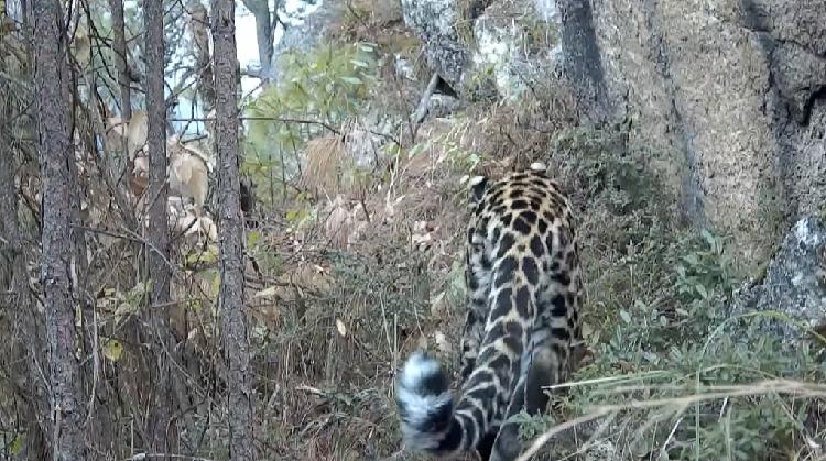Leopard seen at Gaoligong Mountain National Nature Reserve in Yunnan - CGTN