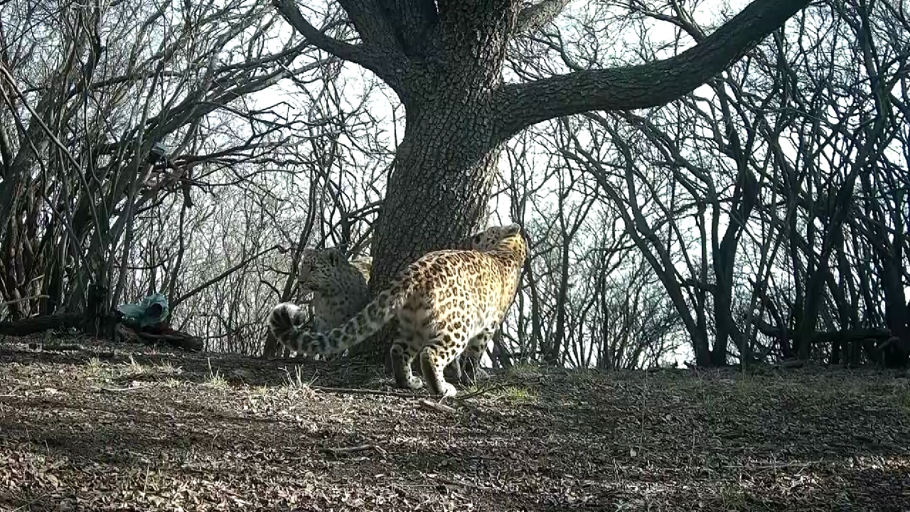 Tree in N China's Shanxi becomes gathering place for local wildlife - CGTN