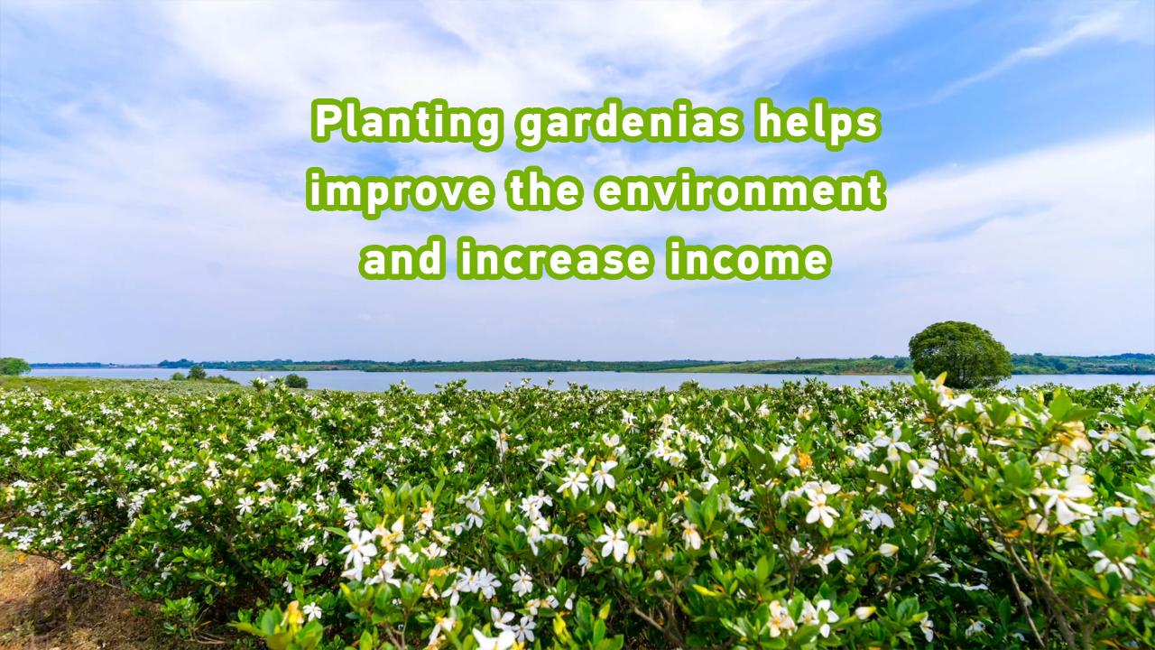 Planting gardenias helps improve the environment and increase income - CGTN