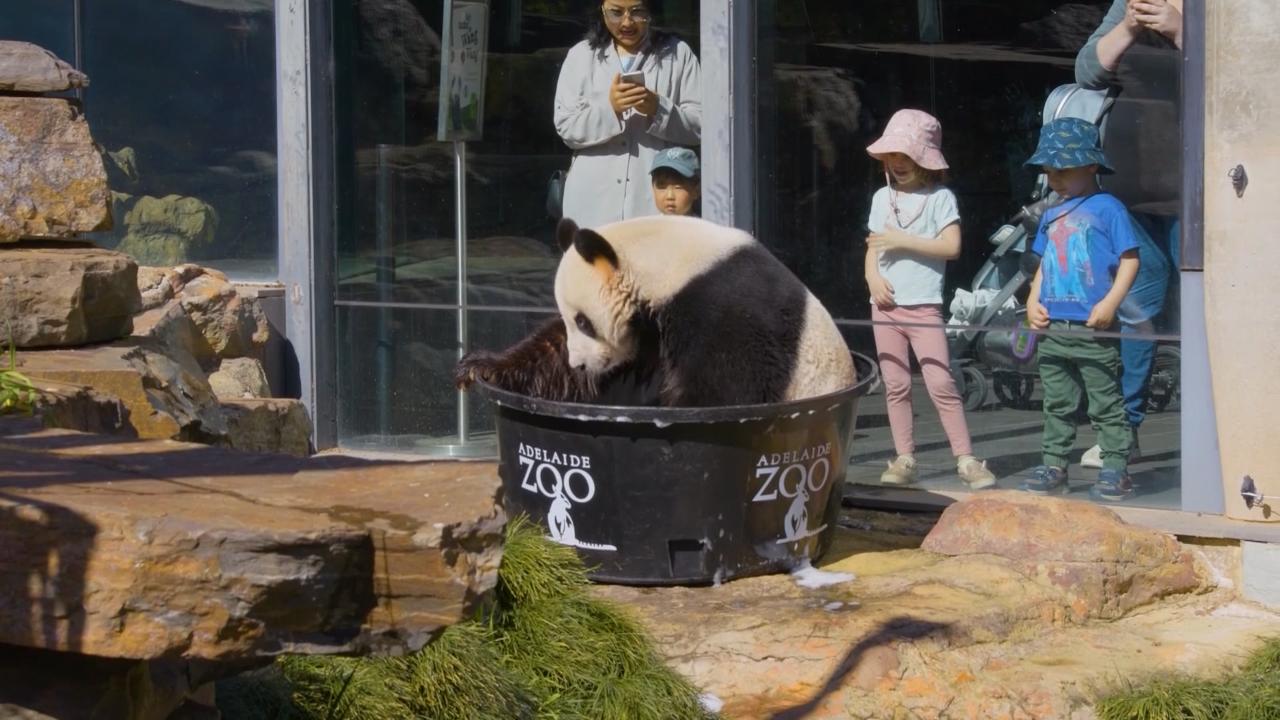First pair of giant pandas near end of stay at Adelaide Zoo, Australia - CGTN