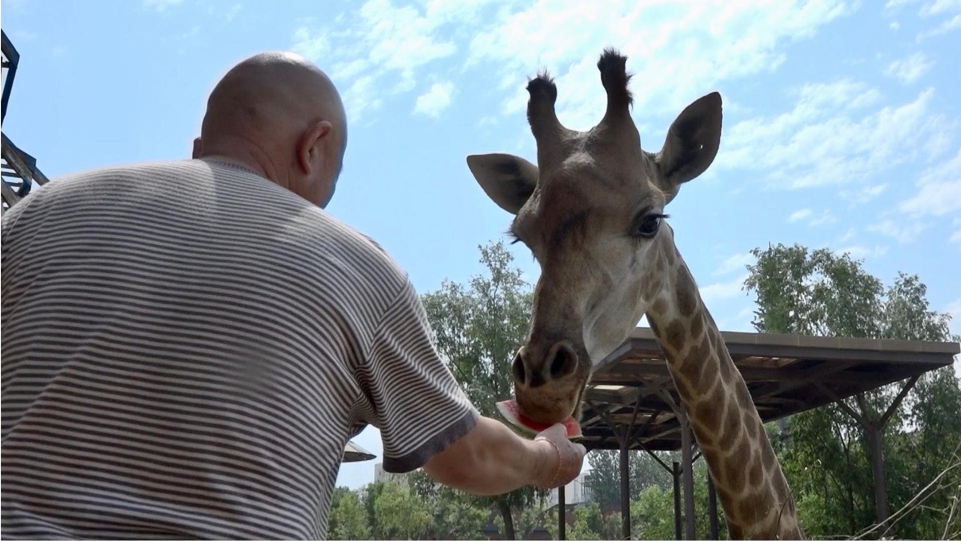 Zoo in north China helps animals cope with summer heat - CGTN