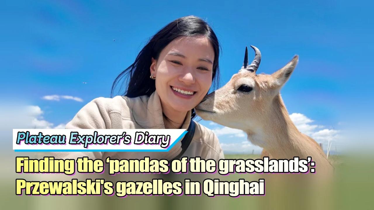 'Pandas of the grasslands': Przewalski's gazelles in China's Qinghai - CGTN