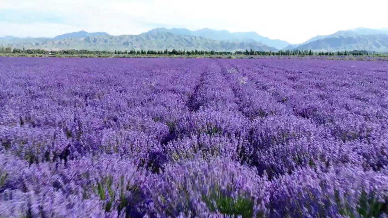 Lavender bloom season attracts tourists in China's Xinjiang - CGTN