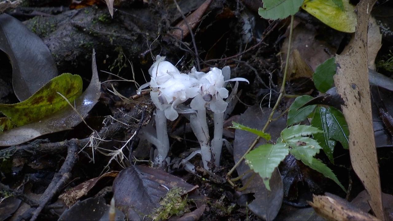 Ghost plants found in Yushe National Forest Park for 3rd straight year ...