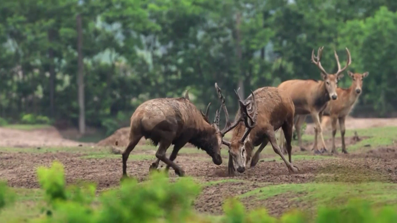 Milu deer battle for mating rights in Jiangsu nature reserve - CGTN