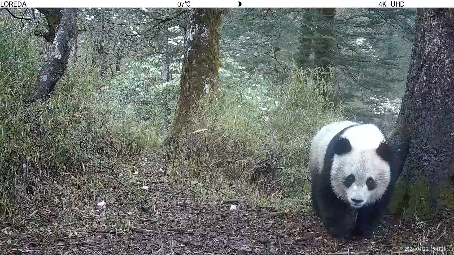 Giant Panda National Park: Adorable wildlife footage released - CGTN
