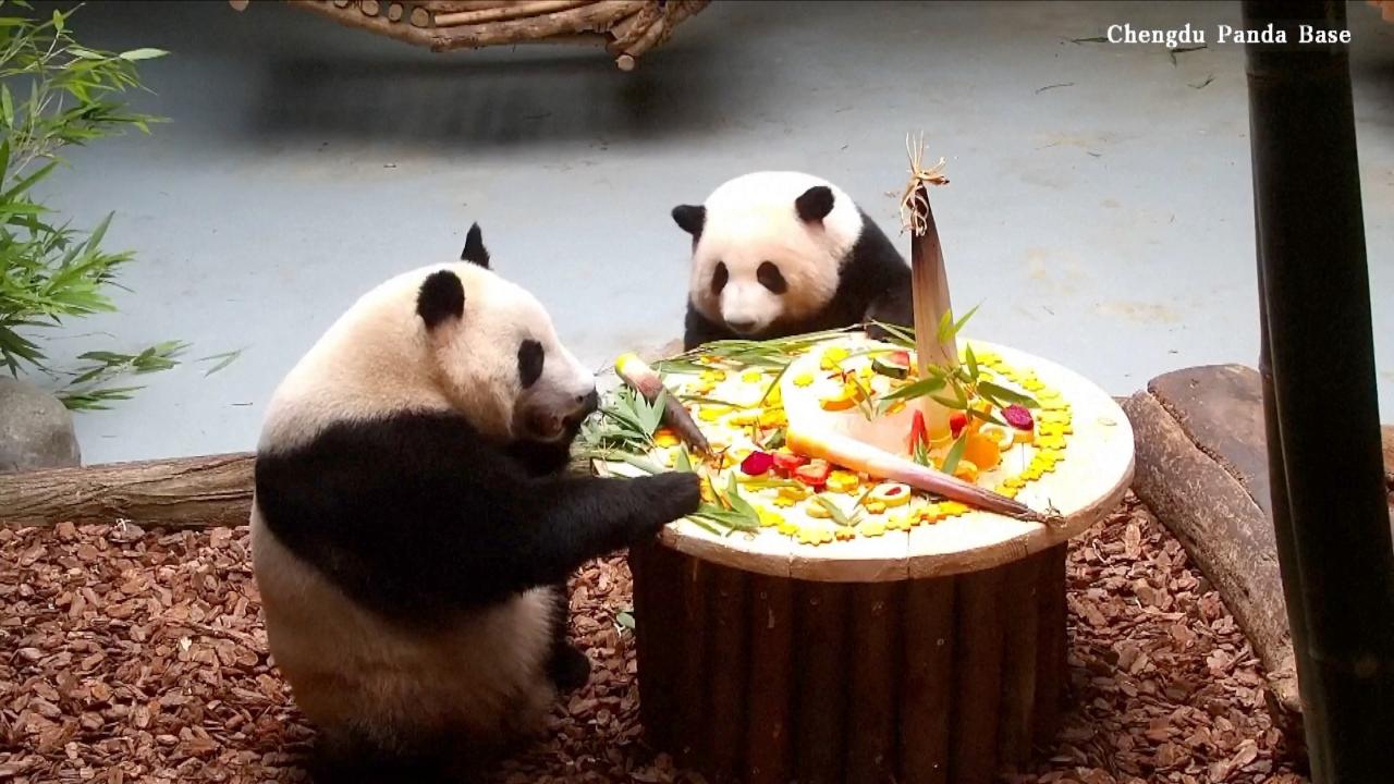Giant panda twins Hehua, Heye celebrate 4th birthday - CGTN