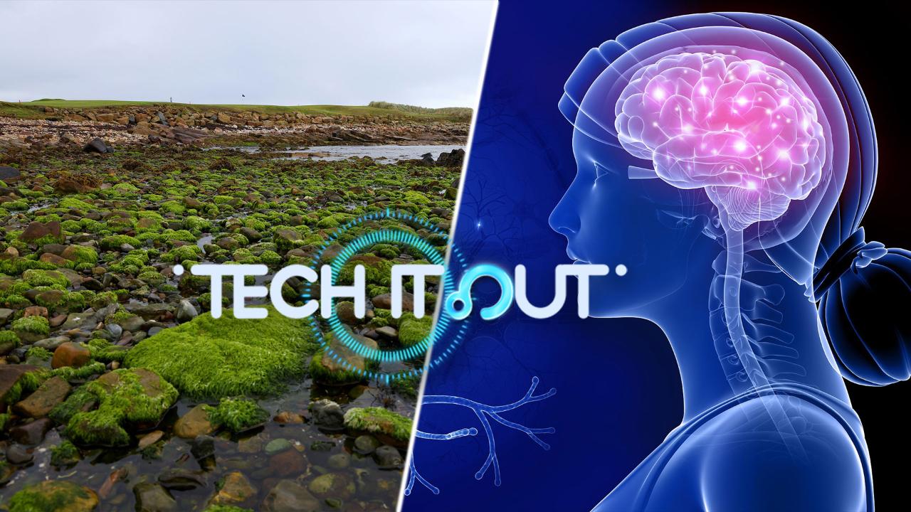 Science Saturday: Space moss, brain repair, butterflies and black hole ...