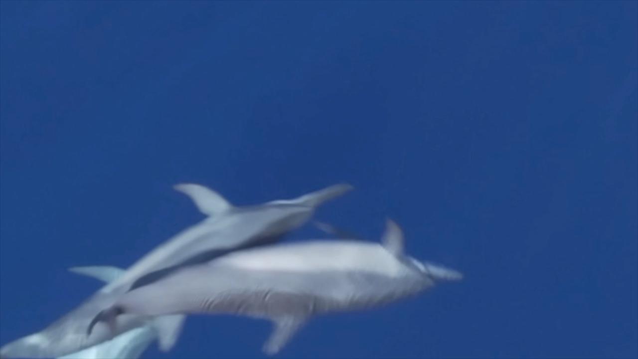 Spinner dolphins playing in South China Sea - CGTN