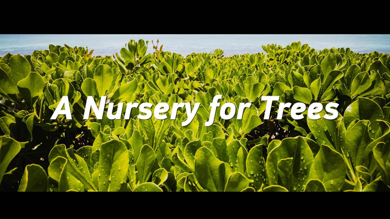 A Nursery for Trees - CGTN