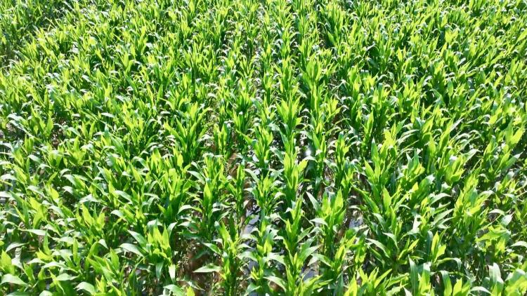 Crops 'drinking' organic water through summer irrigation in N China - CGTN