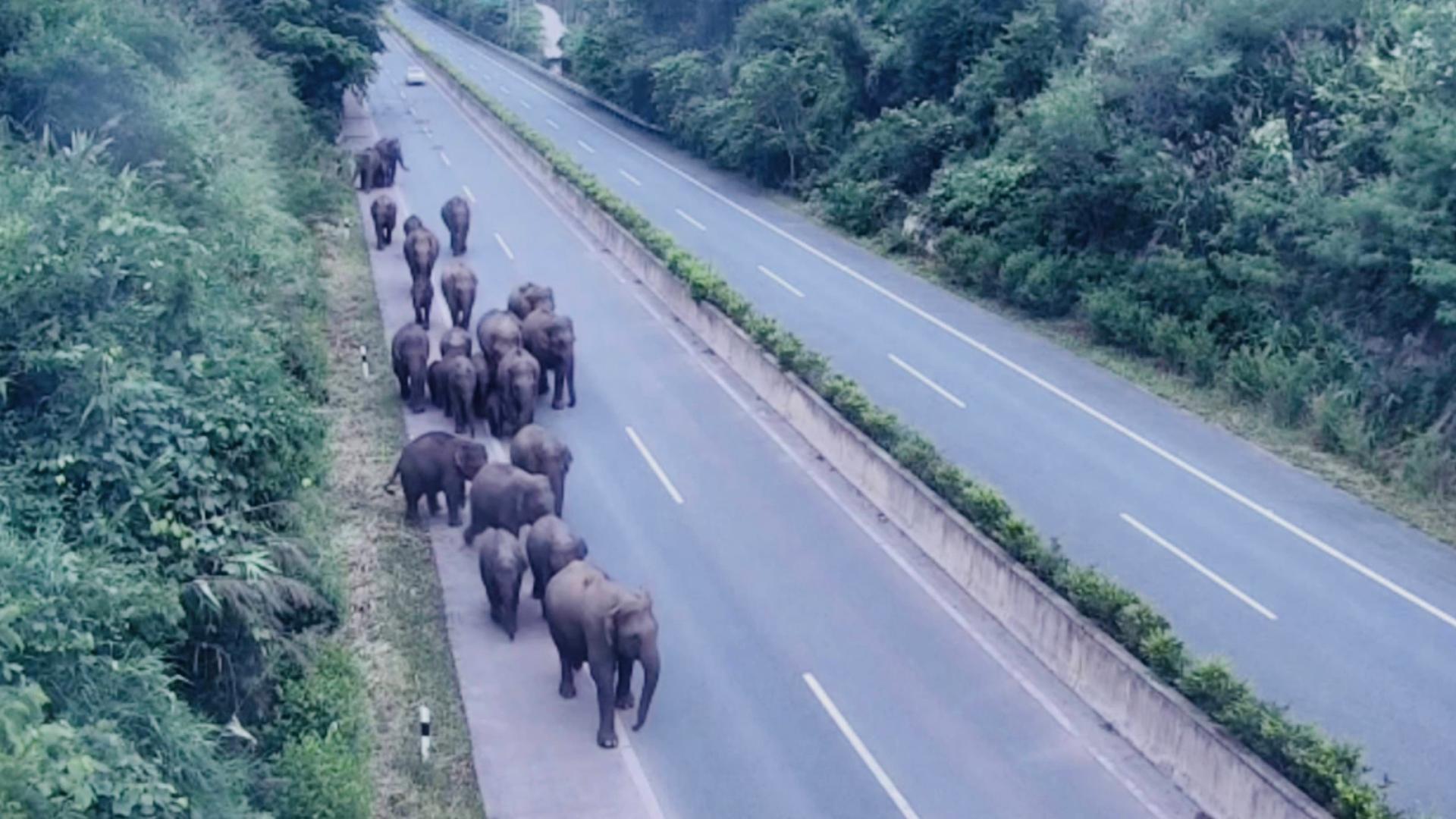 Over 20 elephants wander onto expressway in SW China's Yunnan - CGTN