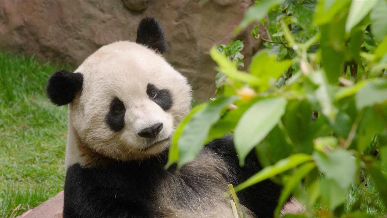 First pictures! Giant pandas settle in at San Diego Zoo - CGTN