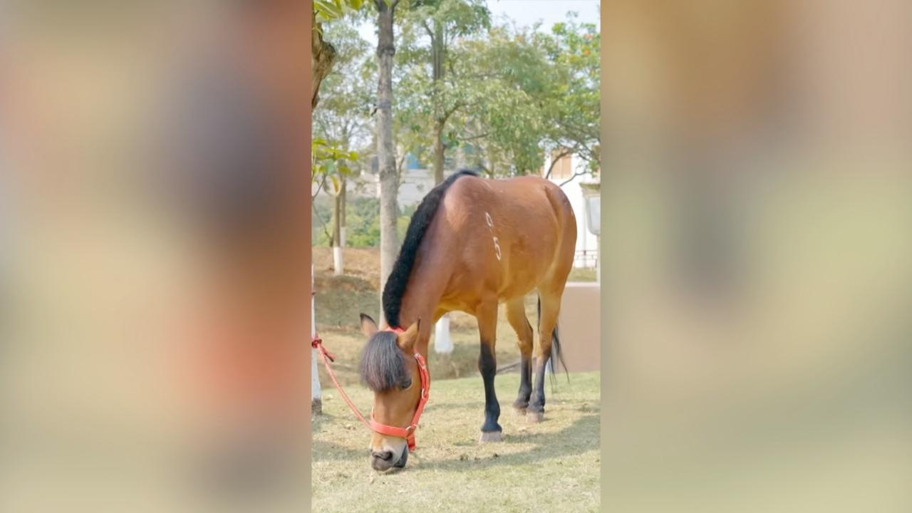 Meet the Debao pony, the shortest horse breed in the world - CGTN