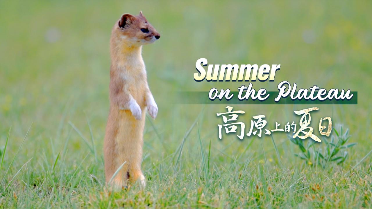 Summer on the plateau: Weasel in the house - CGTN