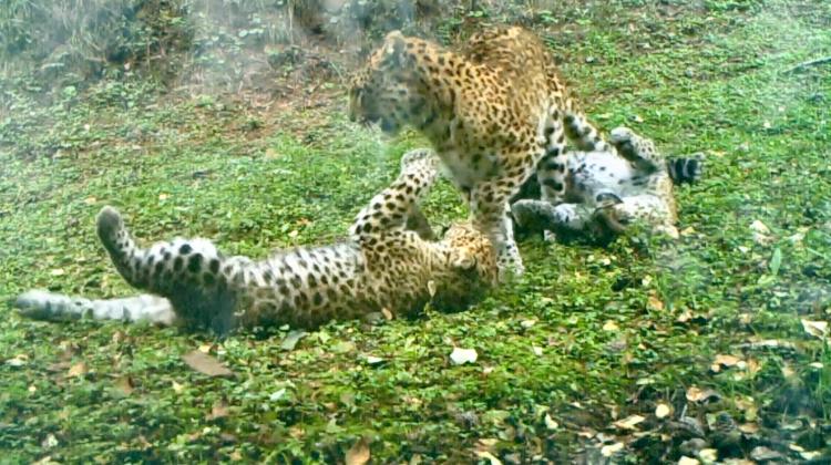 A look at the four flagship species in N China's Shanxi - CGTN