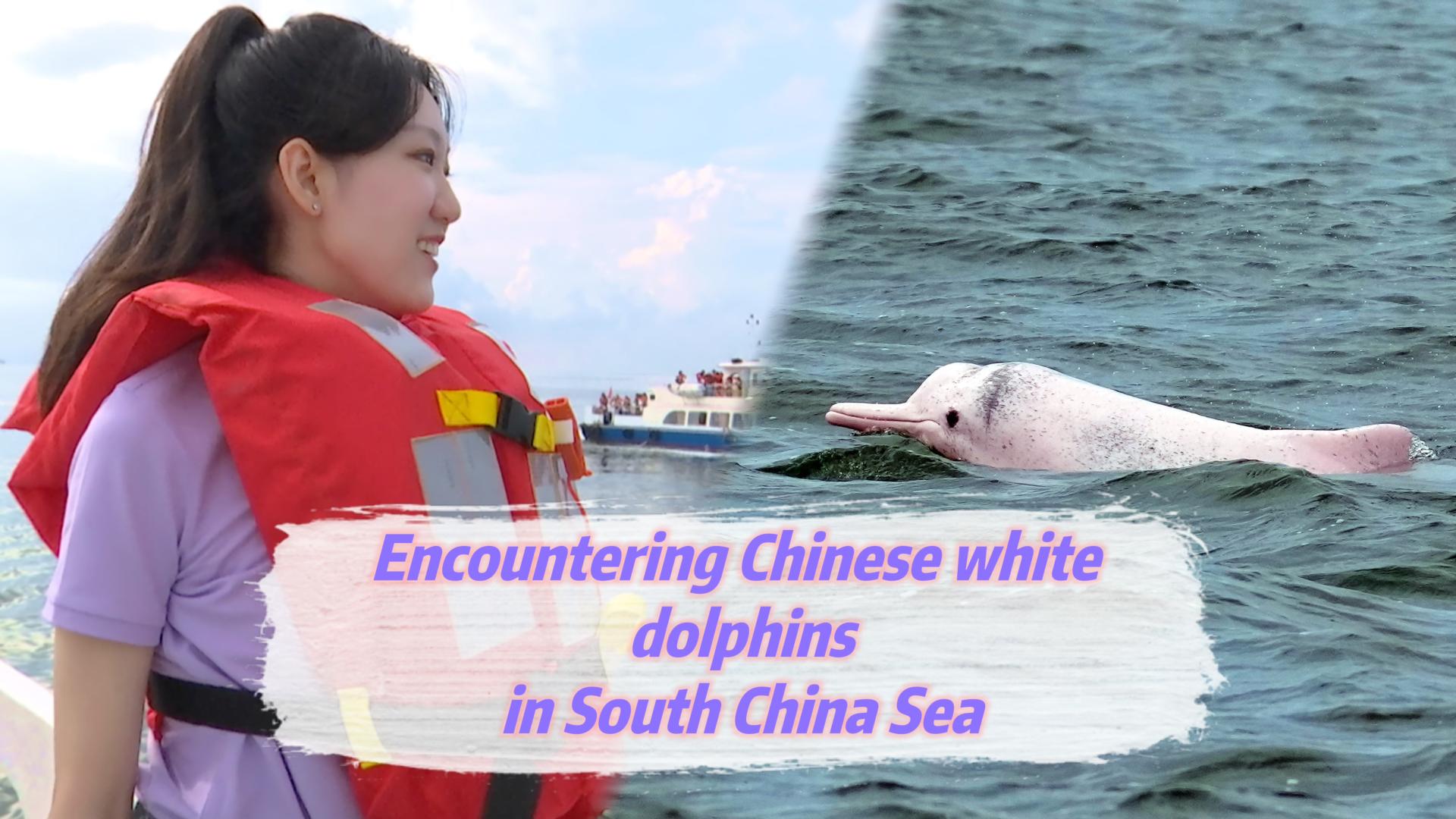 Vlog: Encountering Chinese white dolphins in Leizhou Bay - CGTN