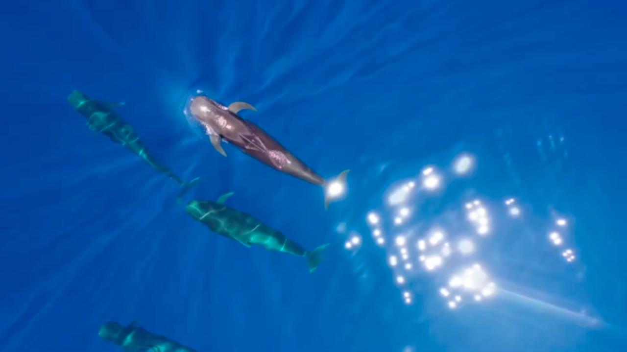 The Return of Haitang - CGTN