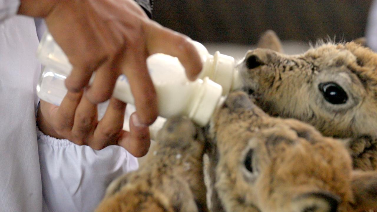Meet Hoh Xil's Tibetan antelope calves - CGTN