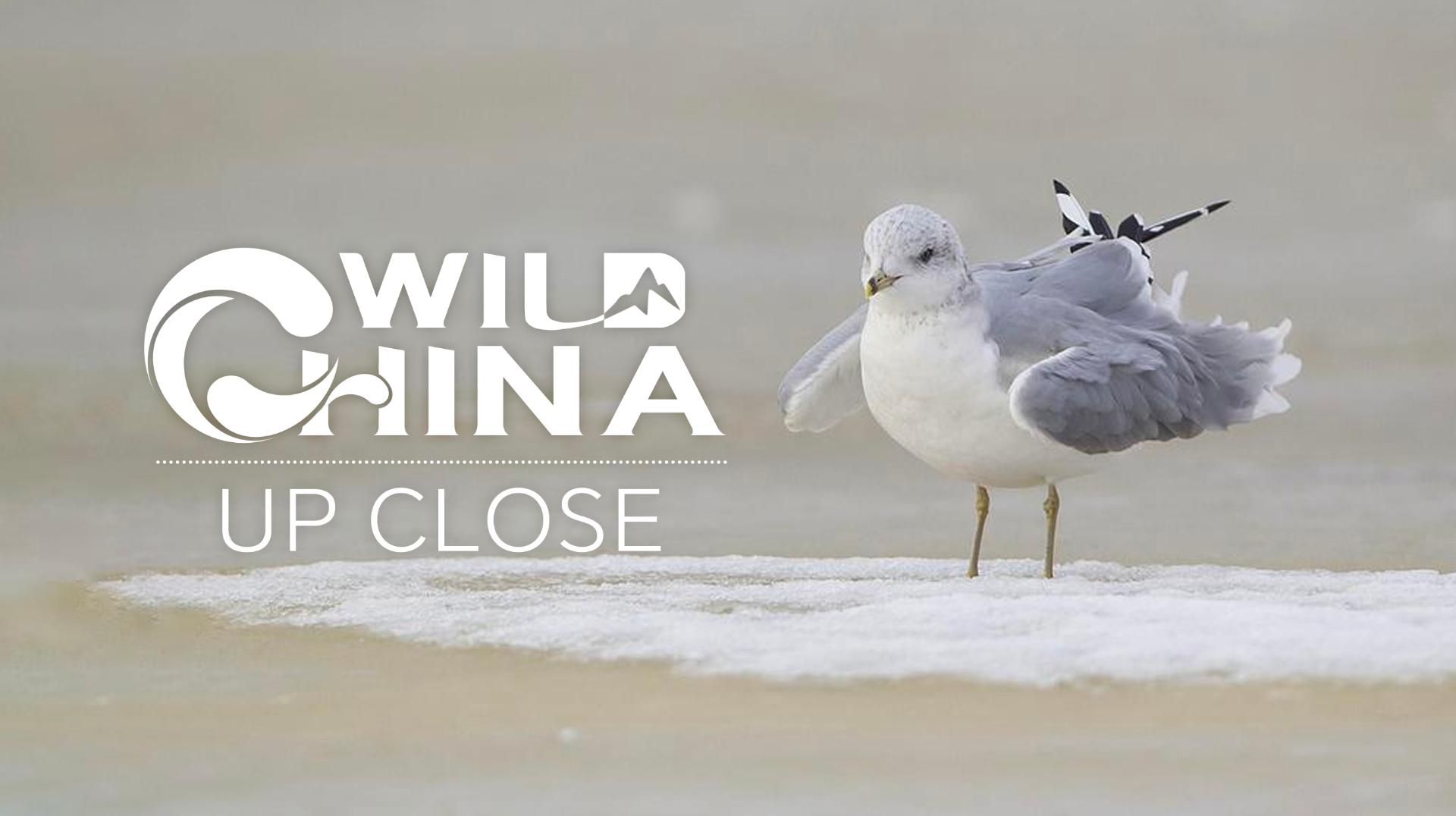 Wild China up close: Bird of legend - CGTN