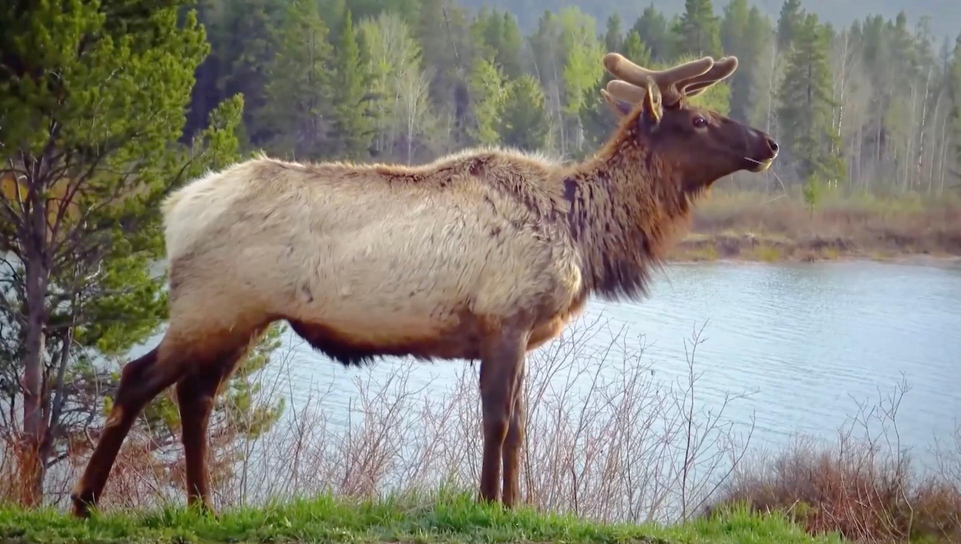 Moose spotted in Heilongjiang nature reserve - CGTN