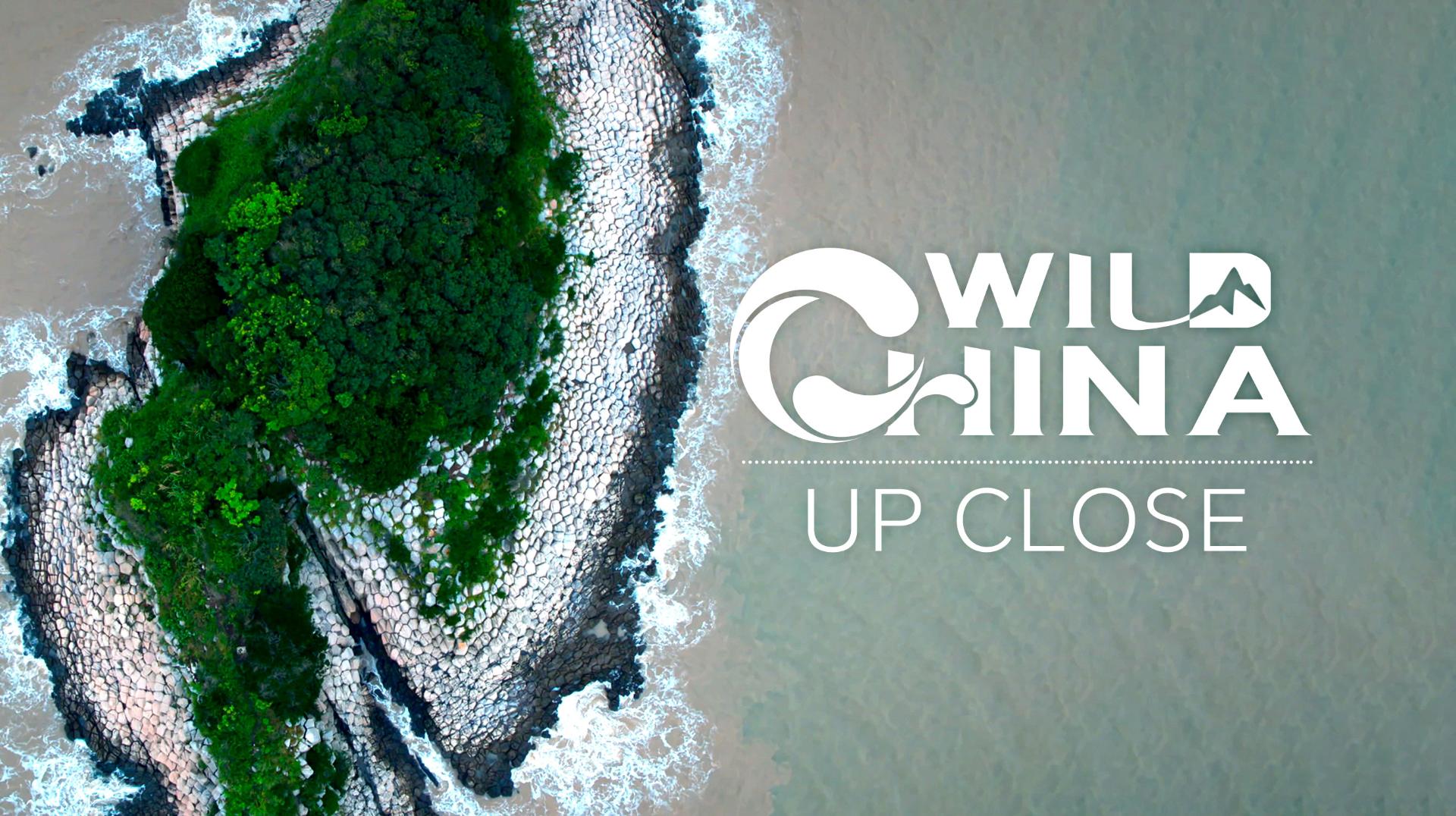 Wild China Up Close: What are the stone pillars on Hua'ao Island? - CGTN