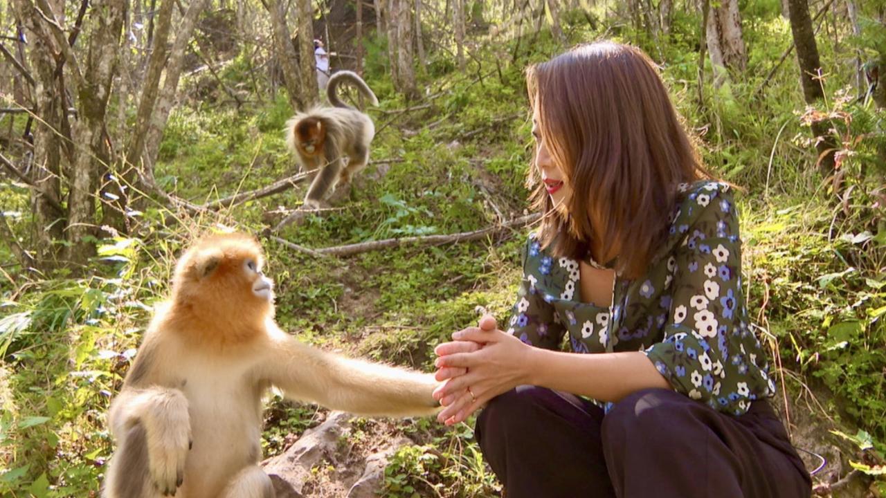 'You are on air': Snub-nosed monkeys join reporter in nature reserve - CGTN