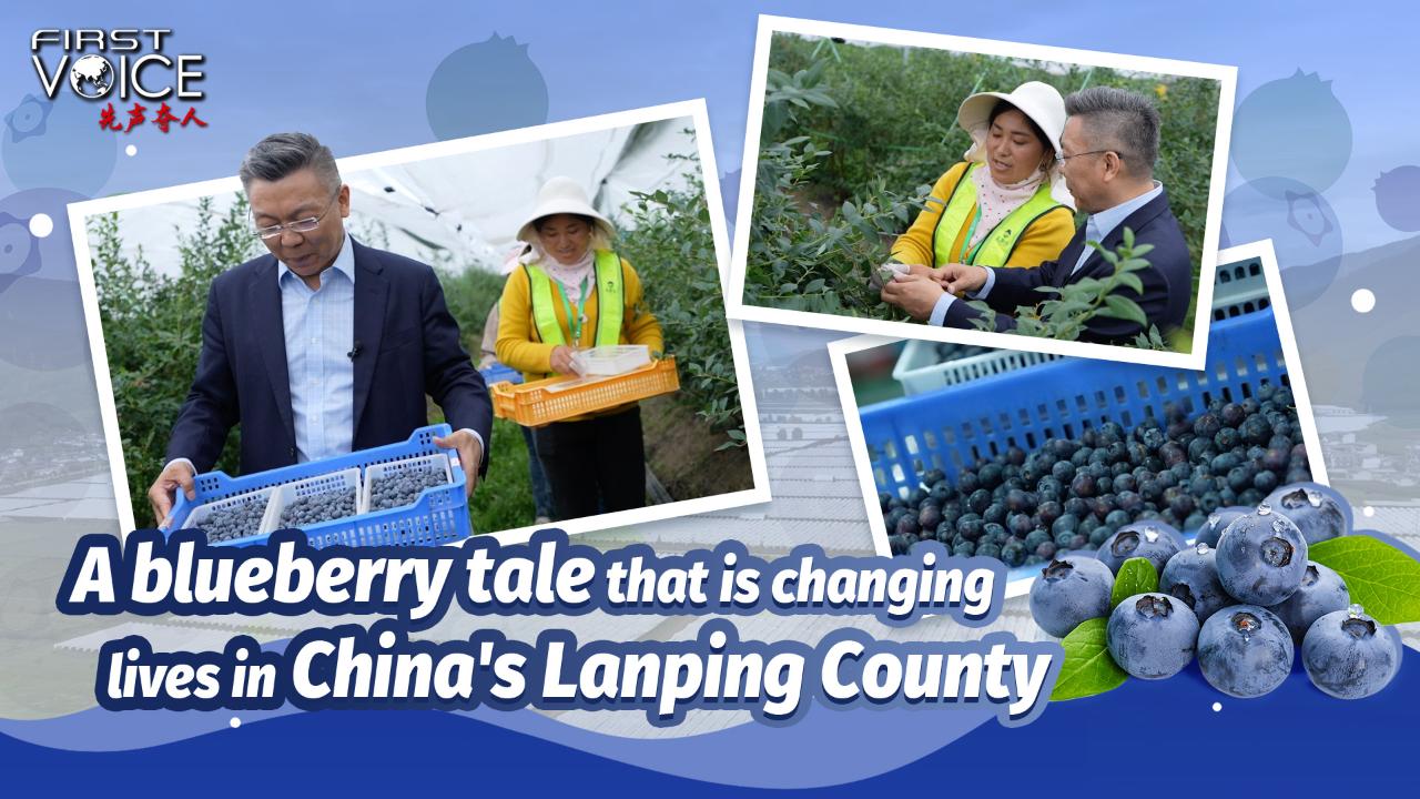 A blueberry tale that is changing lives in China's Lanping County - CGTN