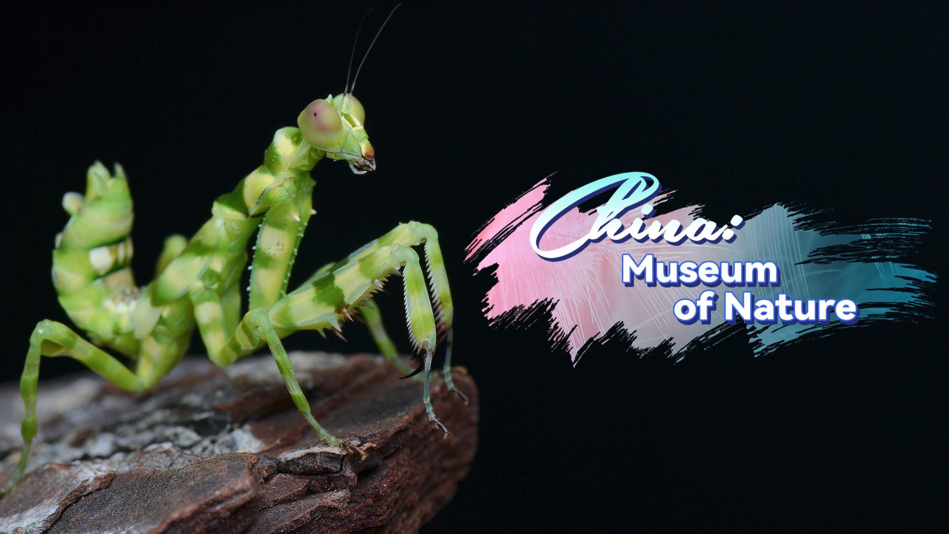 China: Museum of Nature | The insect world in rainforest - CGTN