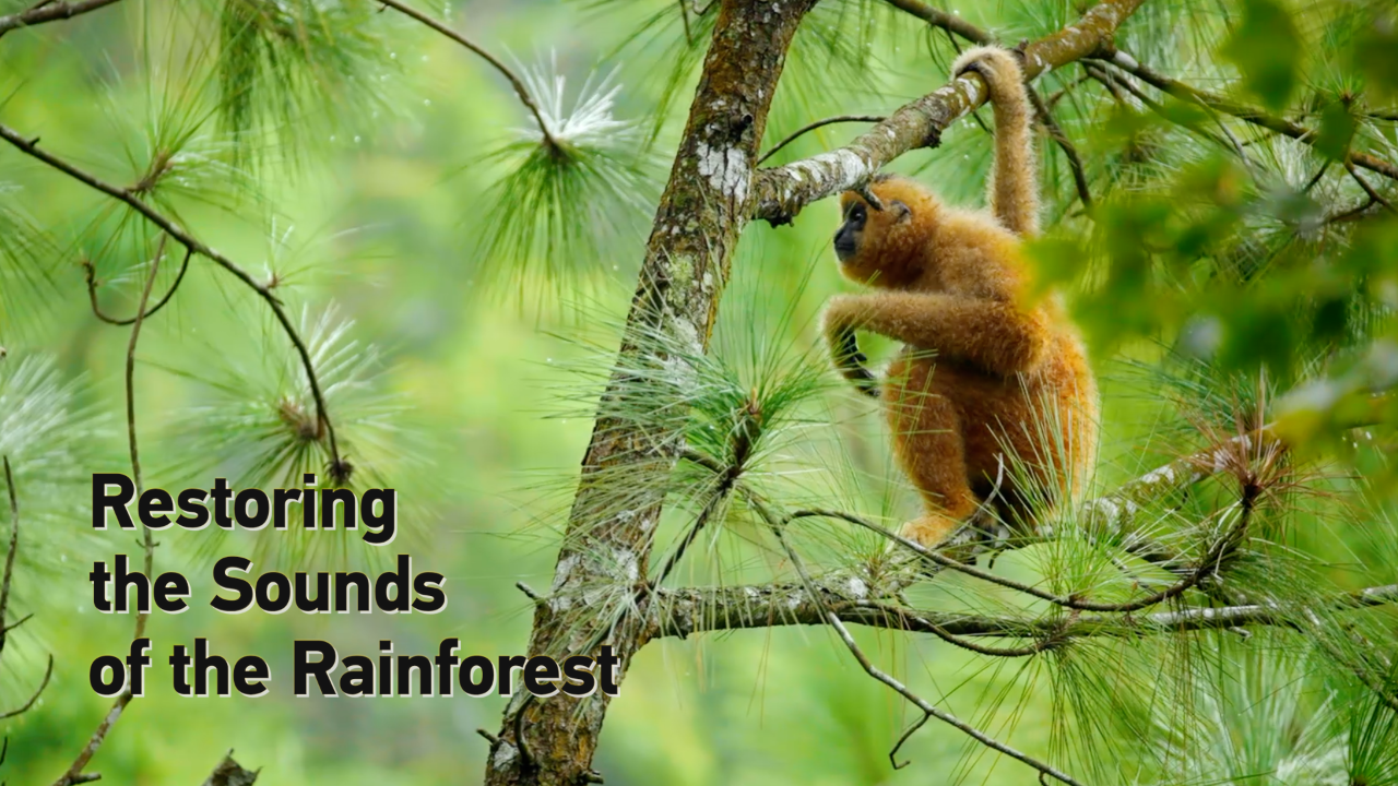 Restoring the Sounds of the Rainforest - Bliolm.com