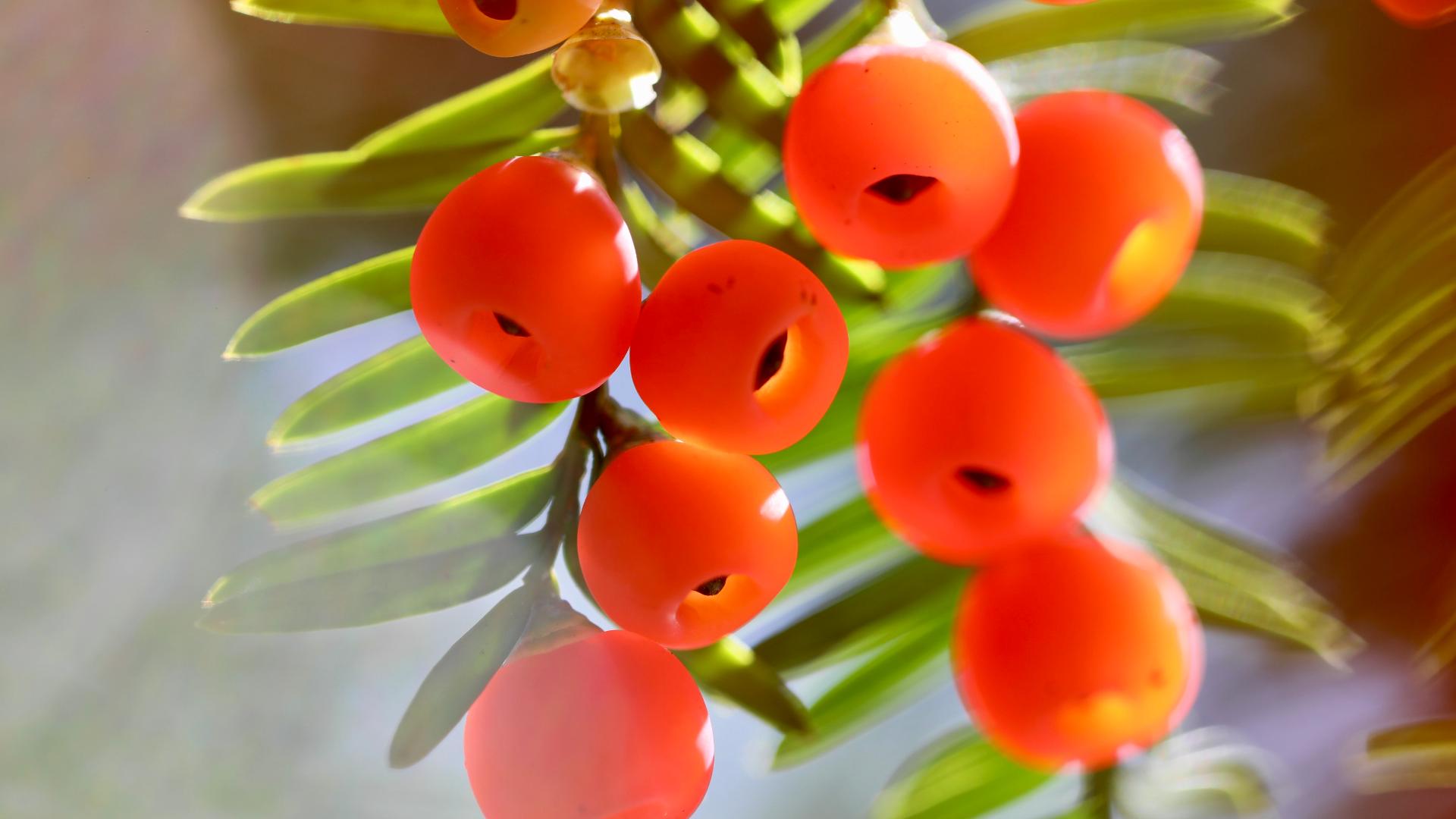 A rare winter wonder: Chinese yews in full bloom - CGTN