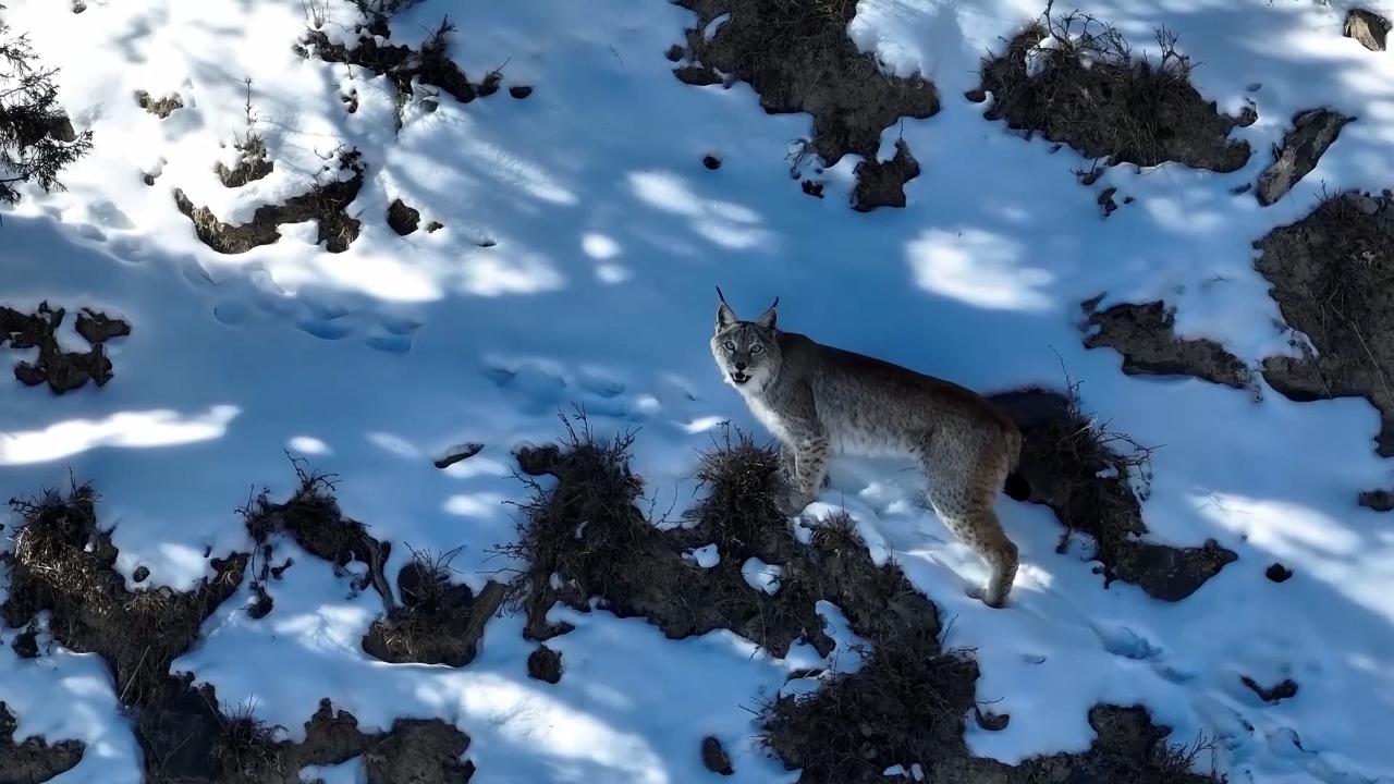 Lynx patrols snowy mountains in northwest China's Qinghai - CGTN